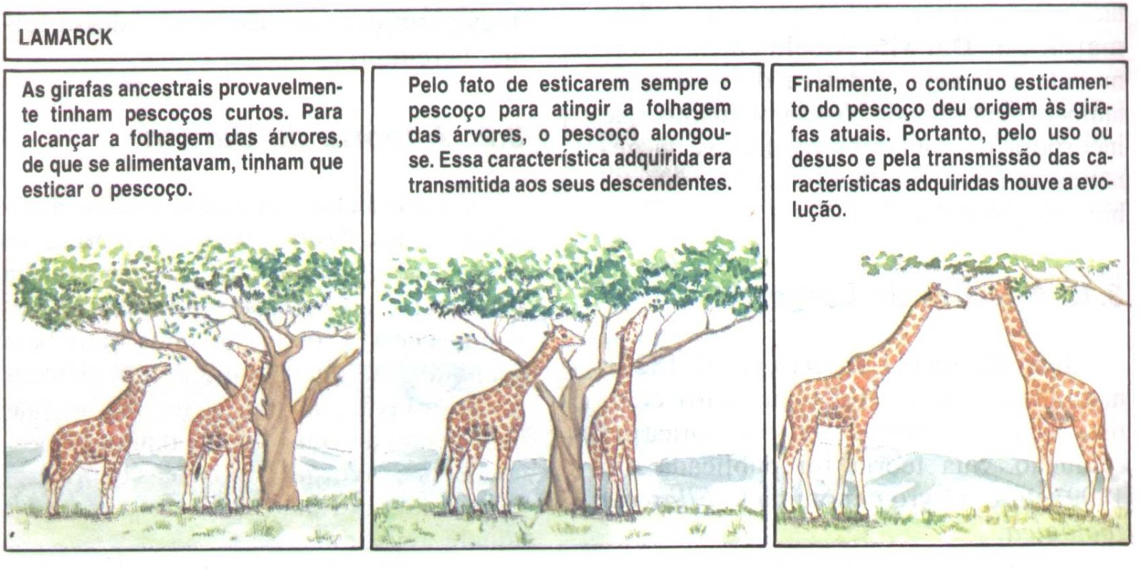 TEORÍA DE LAMARCK