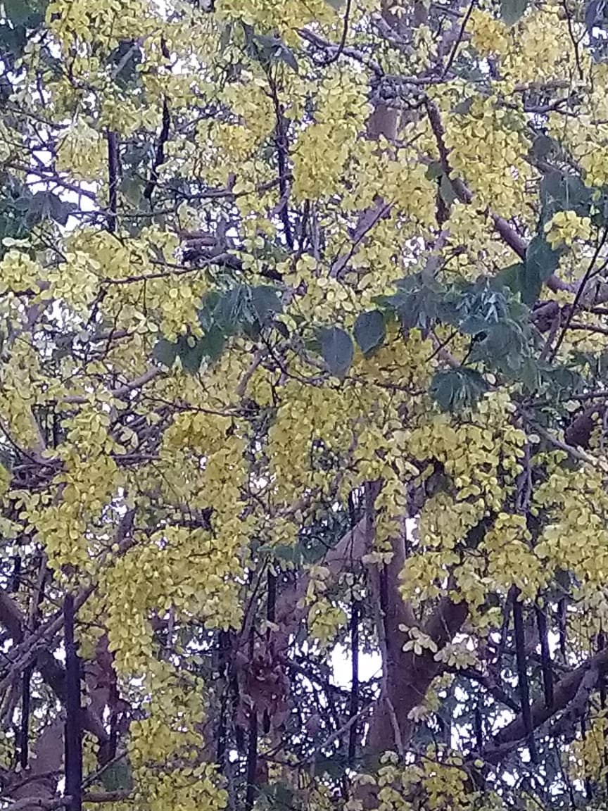 Indian Laburnum Tree