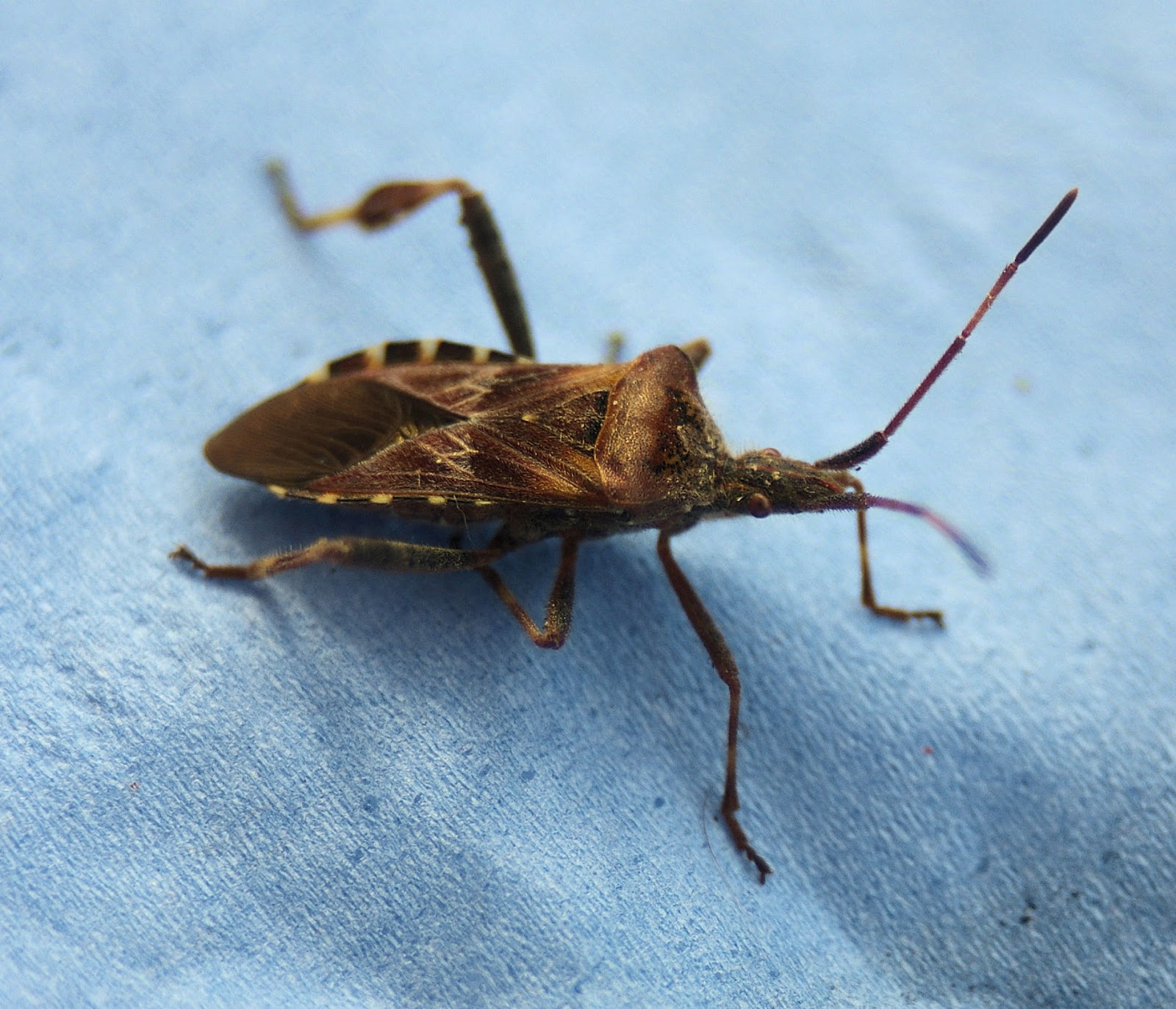 Nature Notes: Western Conifer Seed Bug
