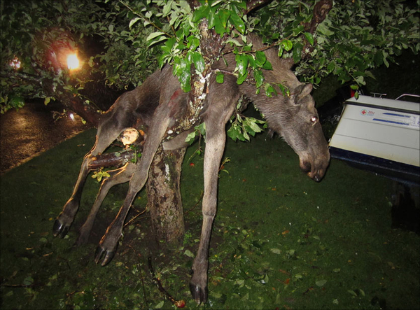 Dagensinn: Moose climbed a tree