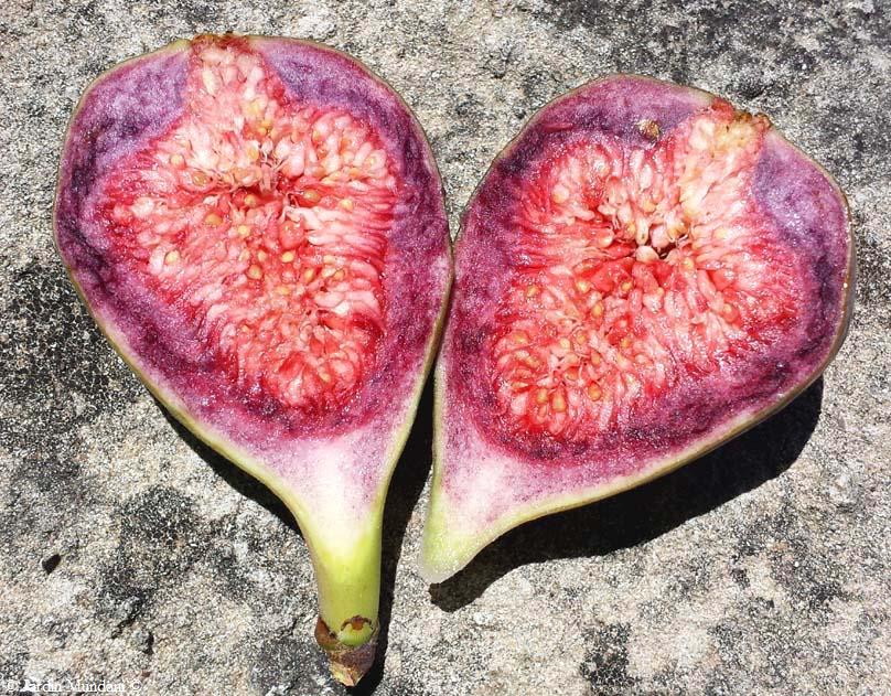 Sangrando en verde: Brevas de la higuera Argelina: escasas y alucinantes