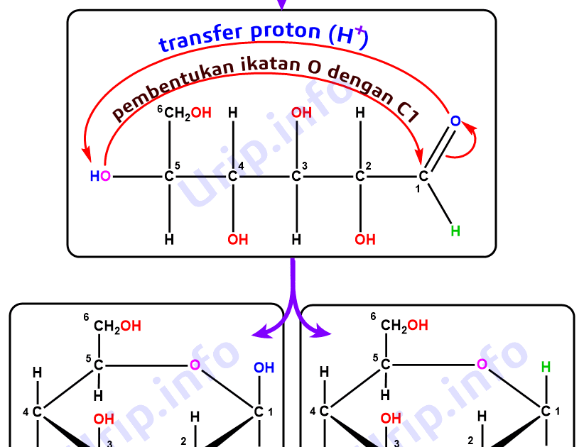Konversi Struktur Karbohidrat dari Proyeksi Fischer ke Proyeksi Haworth ...
