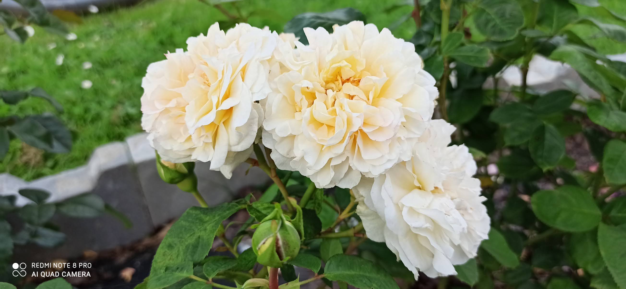 Ranczo Elma: Róża (Rosa) Miss Fine