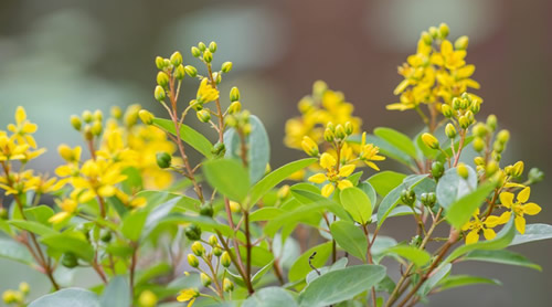 List of Flowers in the Philippines