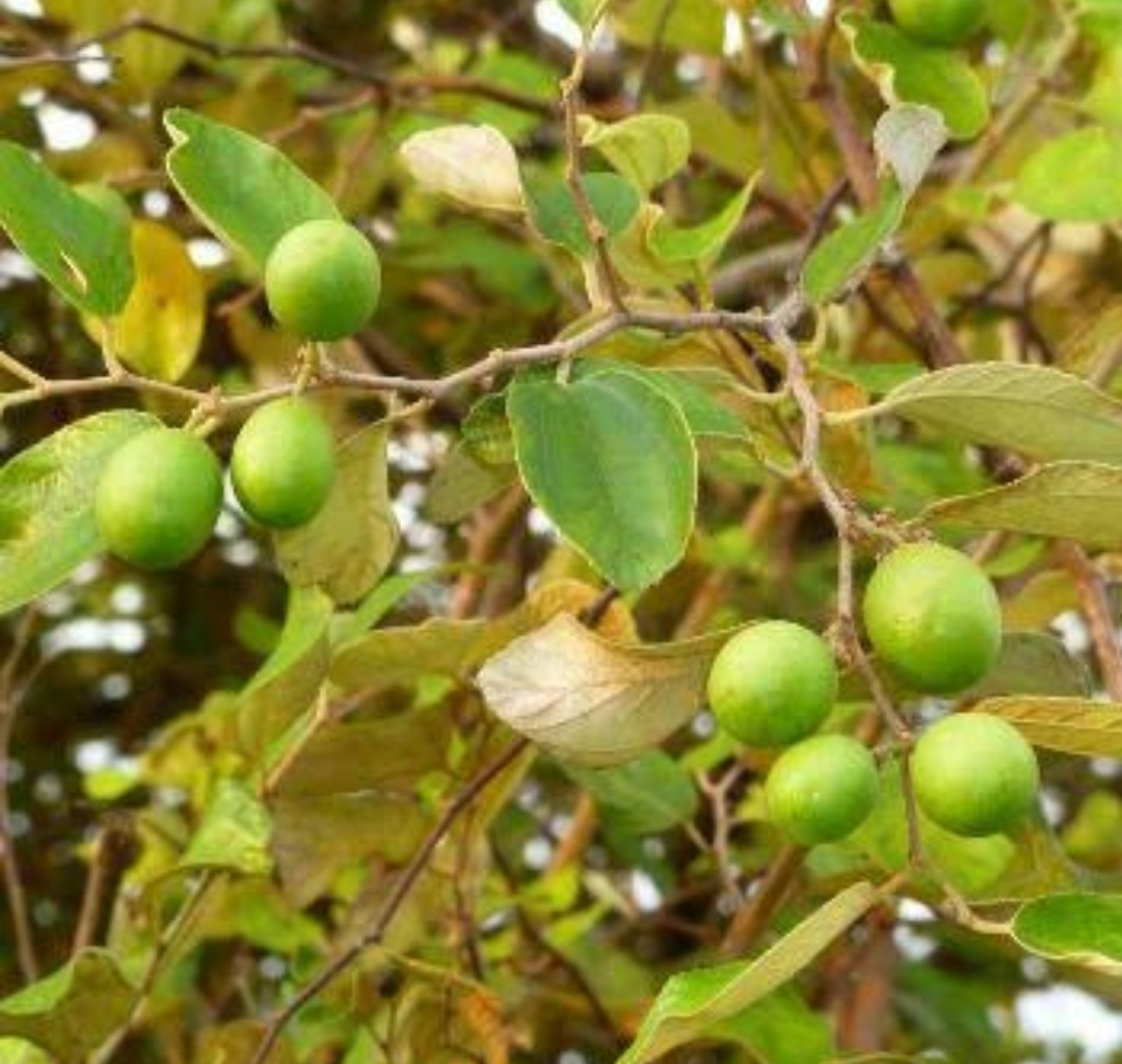 29 Manfaat dan Khasiat Daun Bidara yang Dipercaya Orang Arab