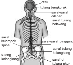 SISTEM SARAF TEPI MANUSIA ~ MATERI DAN SOAL IPA UNTUK SMA