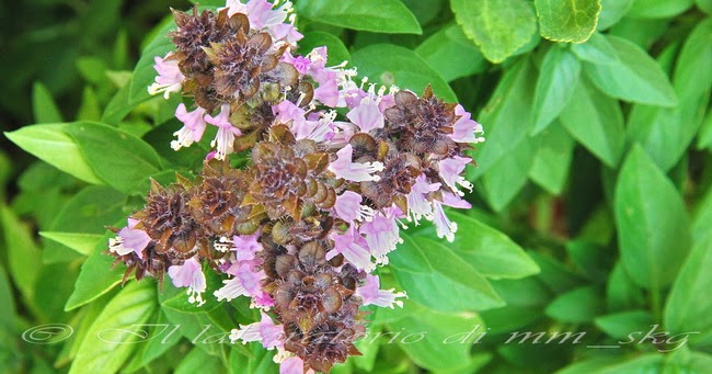 IL LABORATORIO DI MARINA: ΤΡΟΠΟΙ ΔΙΑΤΗΡΗΣΗΣ ΤΟΥ ΒΑΣΙΛΙΚΟΥ // COME ...