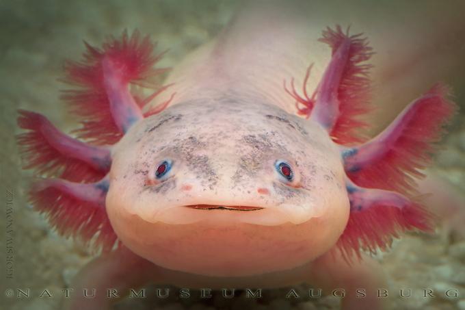 Mexican Axolotl (Ambystoma mexicanum):facts the animal world
