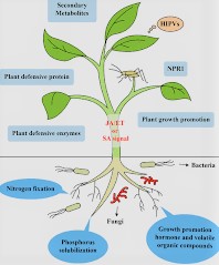 The Protection Process of Plants and How Plant Defense Mechanism Works