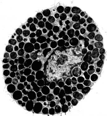 Blog de Patología B JuanX: Mastocitos, rol en la inflamación