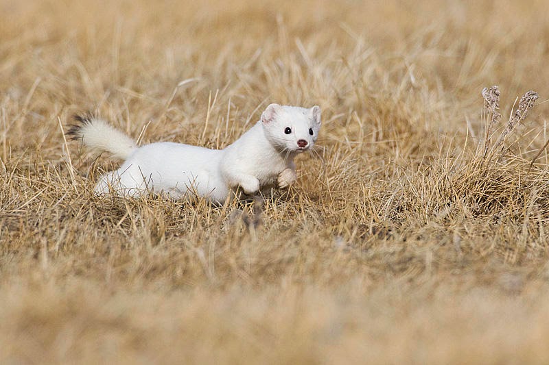 Long-Tailed Weasels : The Dancing Spree-Killers | Deadly Adorable Predators