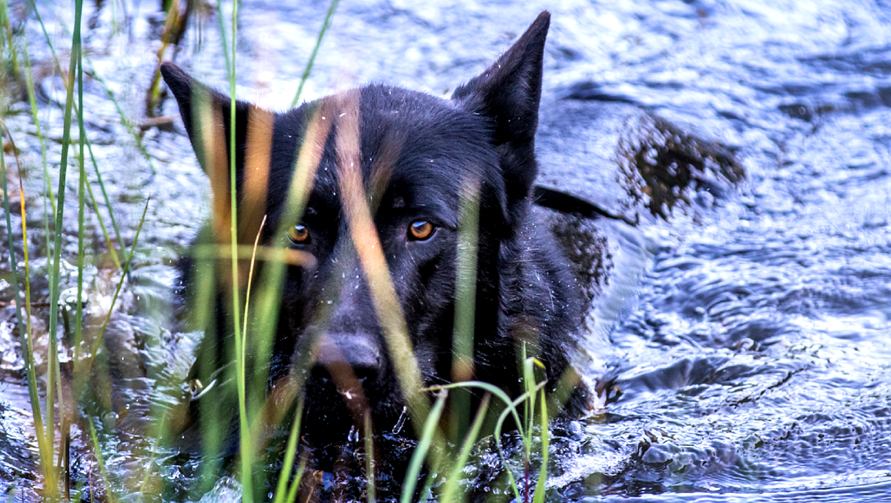 EADD TV / VIDEO CHANNEL: CALUPOH | El espectacular perro lobo de méxico ...