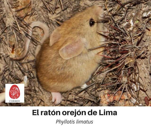 PLAAN : Ratón Orejón de Lima - Phyllotis limatus