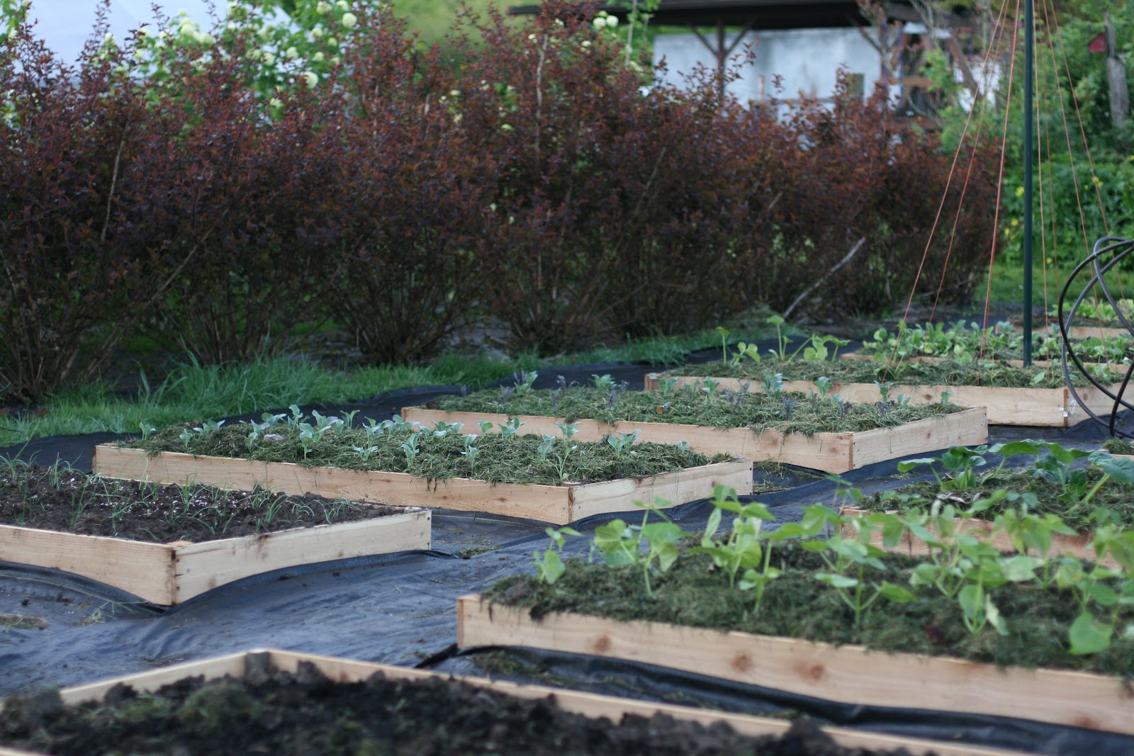 the pea patch - Floret Flowers