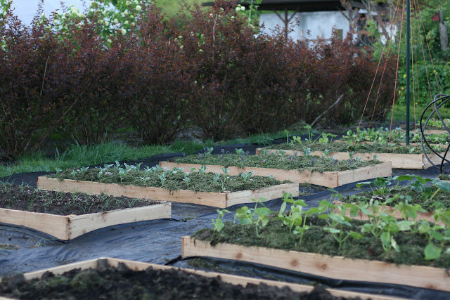 the pea patch - Floret Flowers
