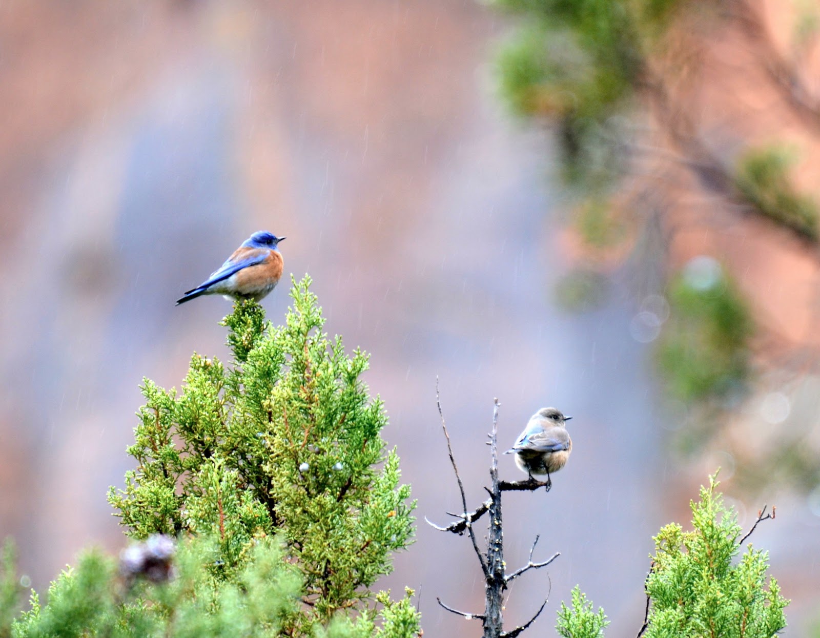 Utah Birders | Birding Blog, Utah Birds, Utah Birding, Utah Bird ID: St ...