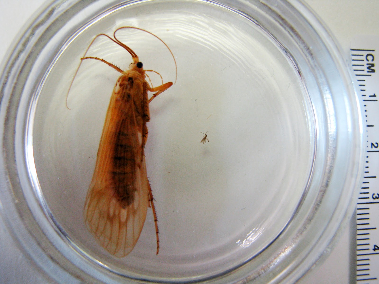 Trichopterology: The story behind "Range and Variation of Oecetis parva".