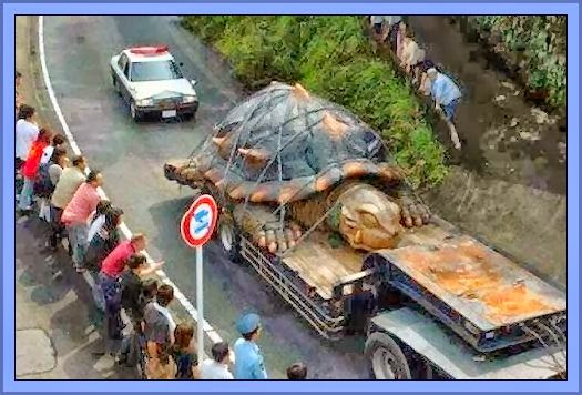 No PC Views: Where Killer Tortoises Are King