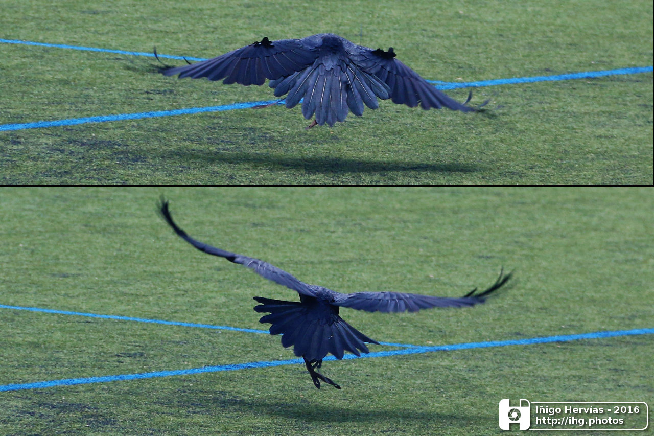 El blog de Hayawata: El vuelo del cuervo