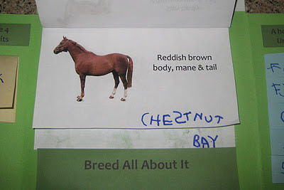 Homeschooling in Heels: All About Horses Lapbook