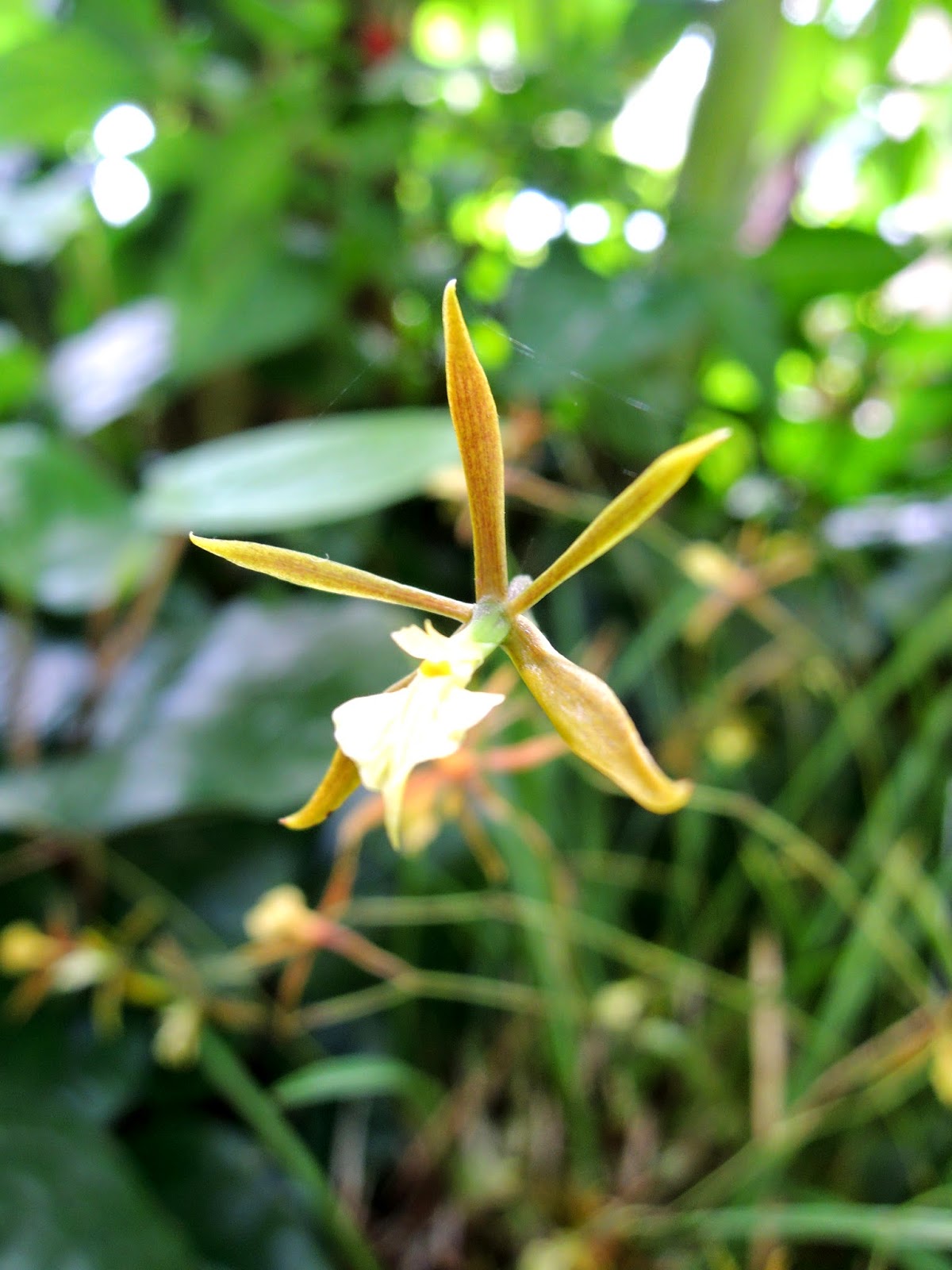 Holly Goes Lightly: Saturday Snapshot: Orchids