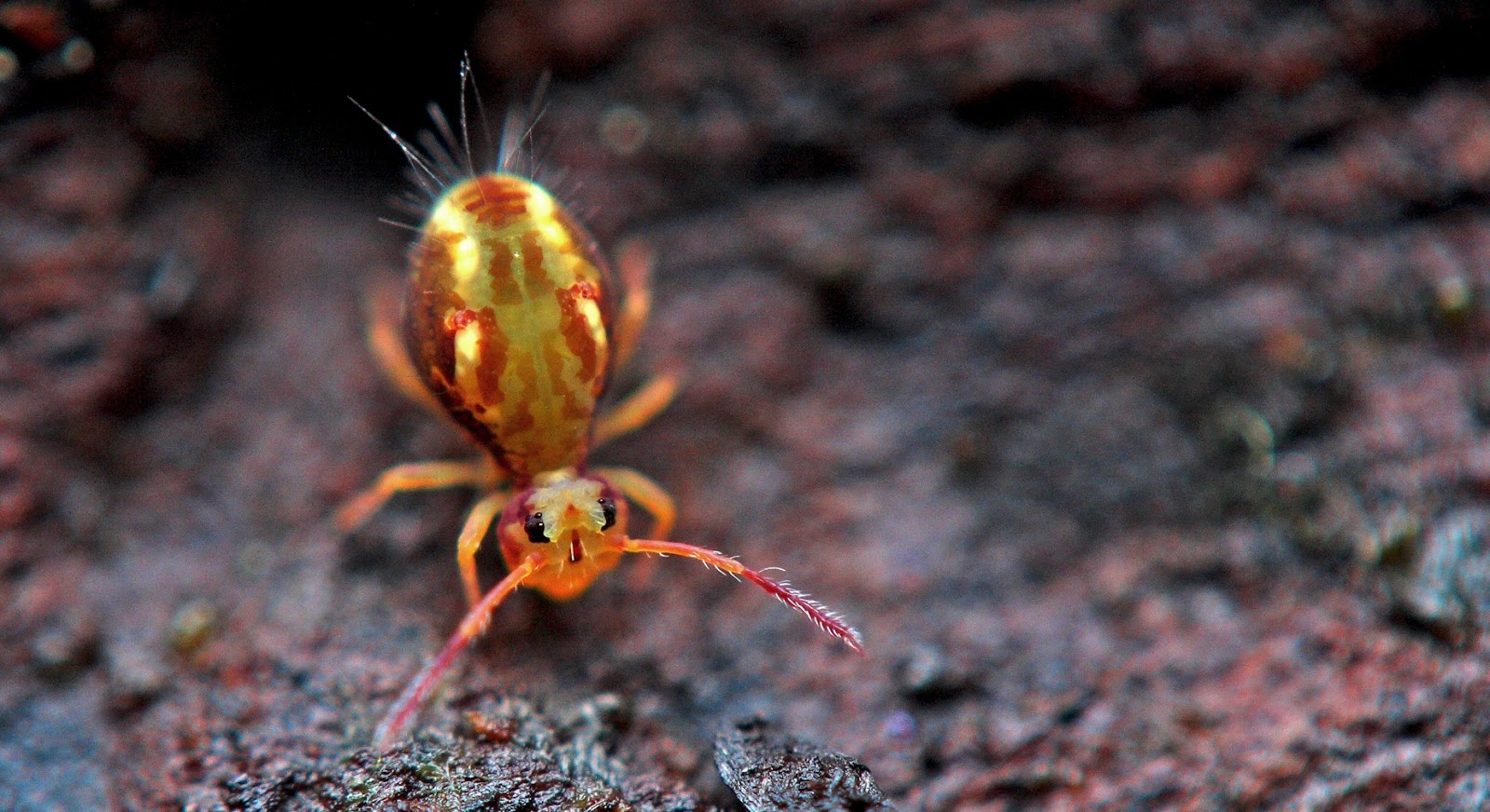 JJ's Photographic nature blog: Tales of springtails, as autumn tails ...