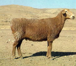 Animal Unique Beautiful: Altay Sheep