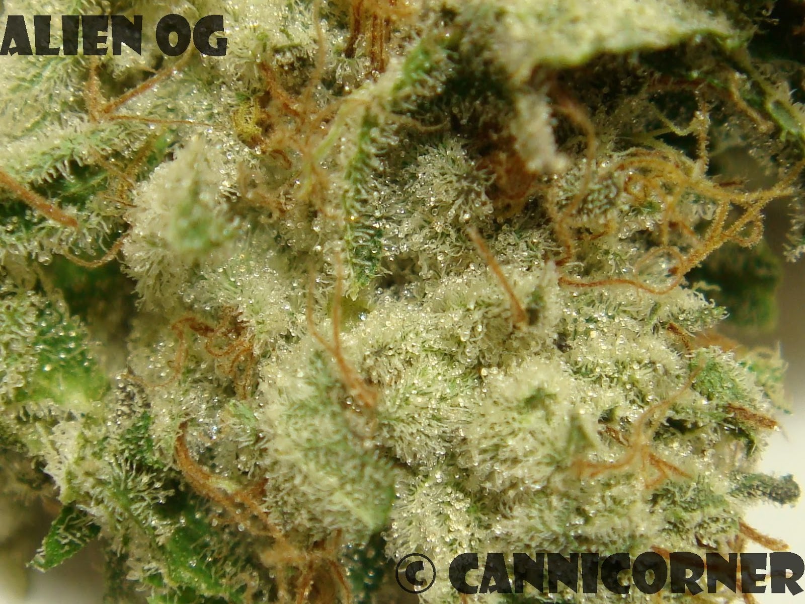 CanniCorner: Alien OG (Alien Kush x OG)