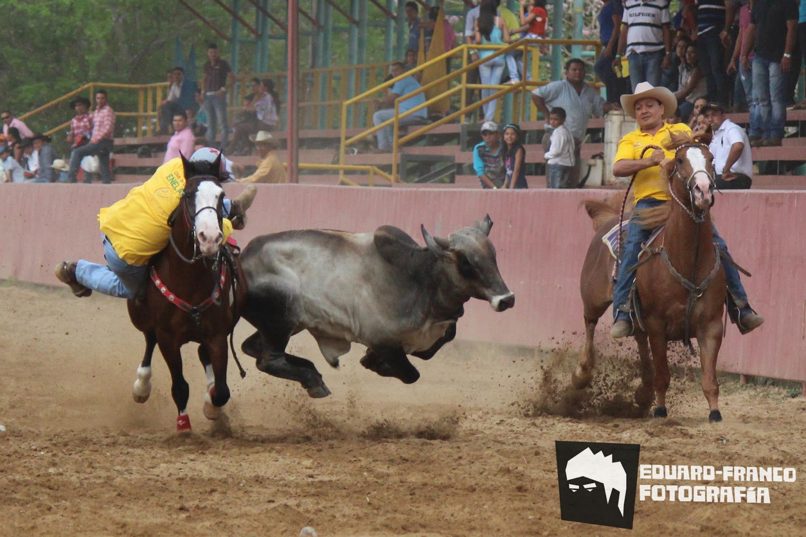 julioaoc: toros coleados