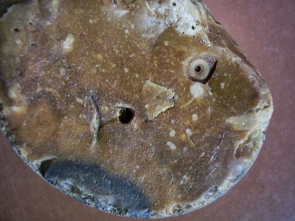 Archaeology of Portable Rock Art: Fossil-eye used in human, horse and ...