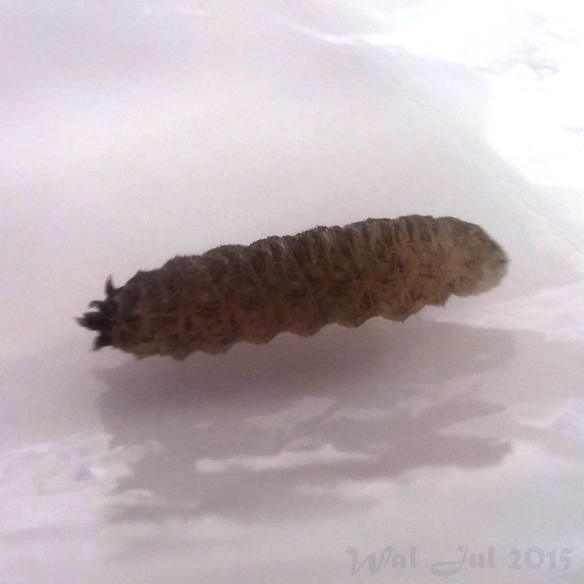 Insetologia - Identificação de insetos: Larva de Mosca em Minas Gerais