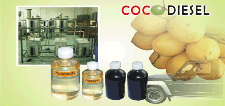 Coconut Tropical Climate || Coconut - FRUITS