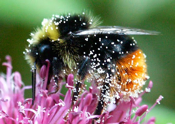 Himmelske Gleder : NATURLIG VIS