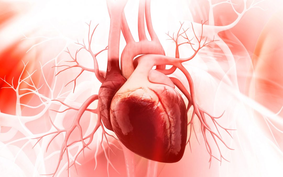 ¿SABÍAS QUE EL CORAZÓN TIENE NEURONAS?