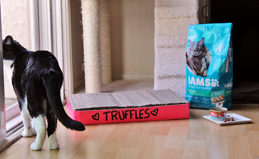 Momma Told Me: D.I.Y. Cardboard Cat Scratcher Tutorial Or How To ...