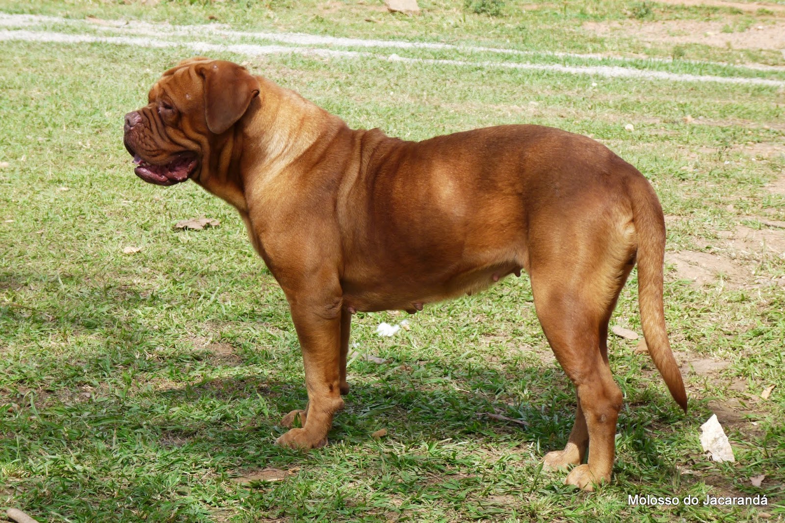 Canil Molosso do Jacarandá - Dogue de Bordeaux: Molosso do Jacarandá Gaya