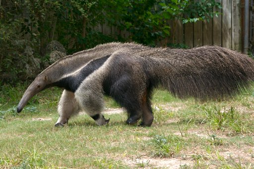 Anteater | The Life of Animals