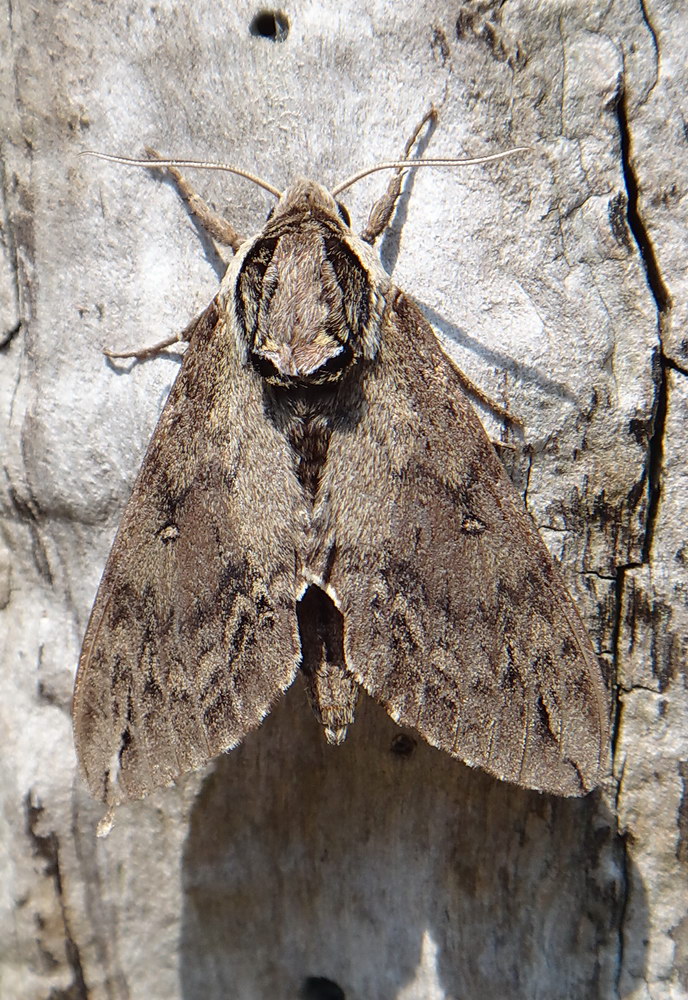 Moths of Cape May County