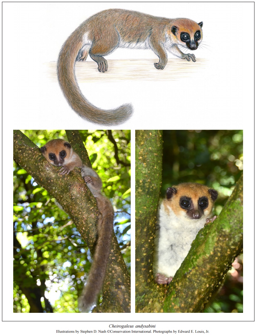 Species New to Science: [Primatology • 2015] Cheirogaleus andysabini ...
