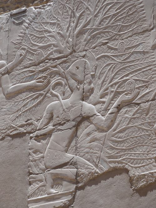 amudu: The Ished tree of ancient Egypt is a fantastic mystery.