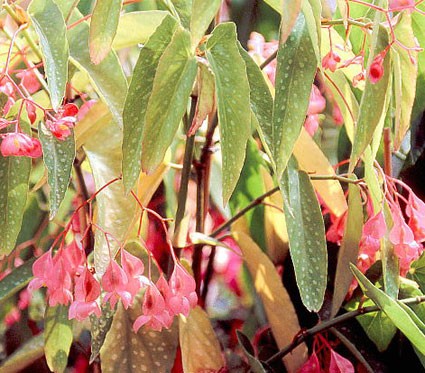 Всё о бегониях и не только...: Begonia albo-picta (бегония белоточечная ...