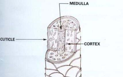 Macam Jenis Bagian-bagian Rambut - Salon Erlia