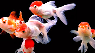 Community Fish Tank 4K Ultra HD Wallpapers / Backgrounds