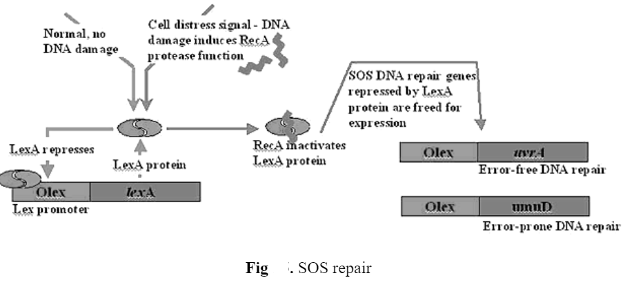 DNA repair mechanisms - Biology Ease