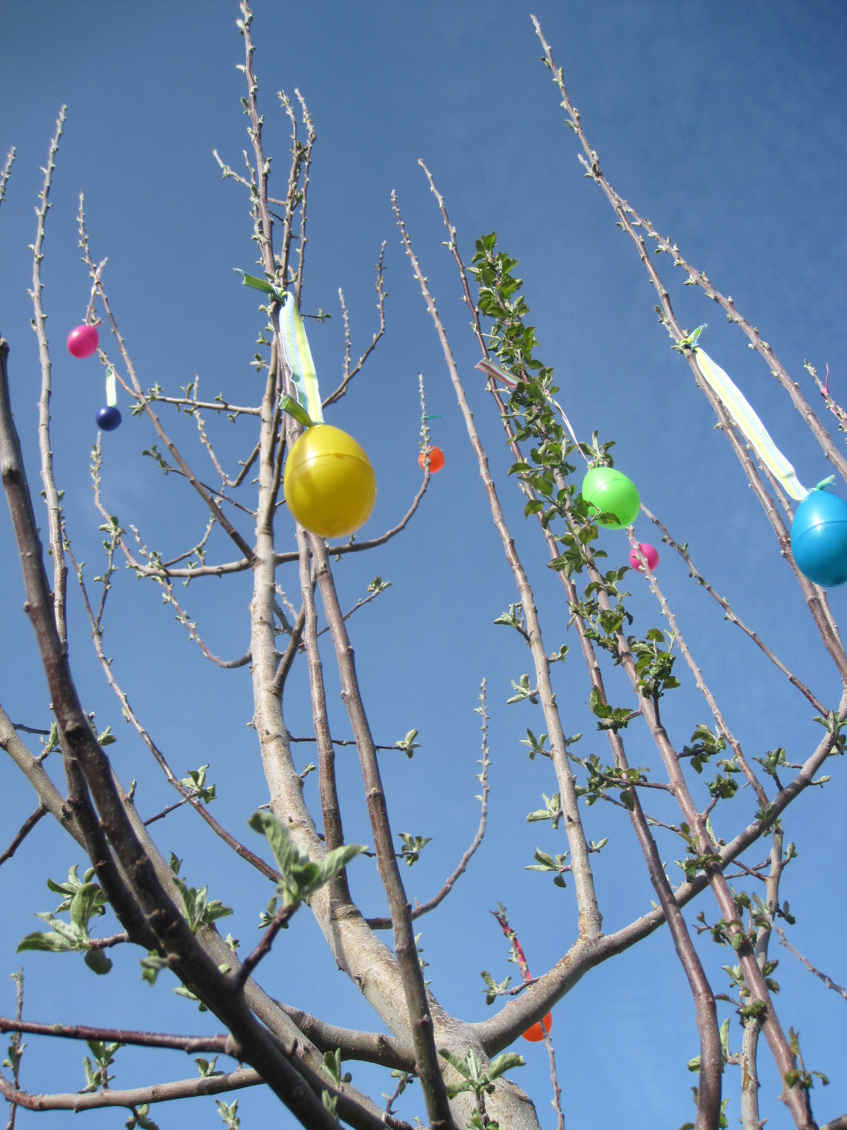 {La-de-la-de-da}: Our egg trees and an unlikely enemy