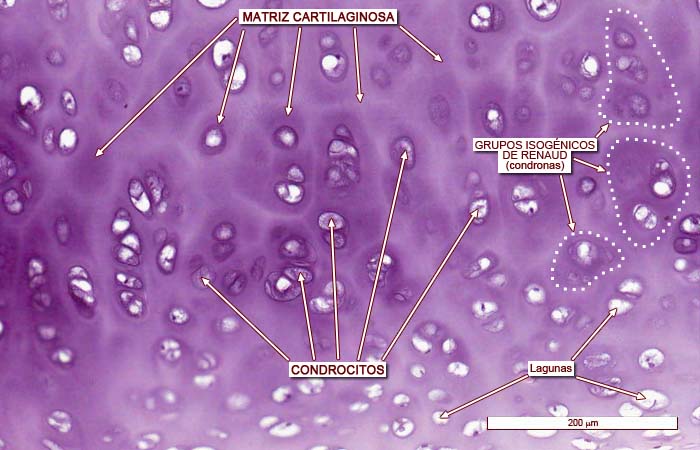 Anatomía Aplicada - IES "LA JARA": Tejido cartilaginoso hialino