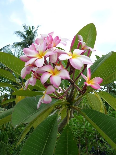 Pokok kemboja/plumeria rubra cultivar : debungor