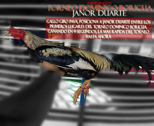 GALLO GIRO PAVA, POSICIONA A JANOR DUARTE ENTRE LOS PRIMEROS LUGARES ...