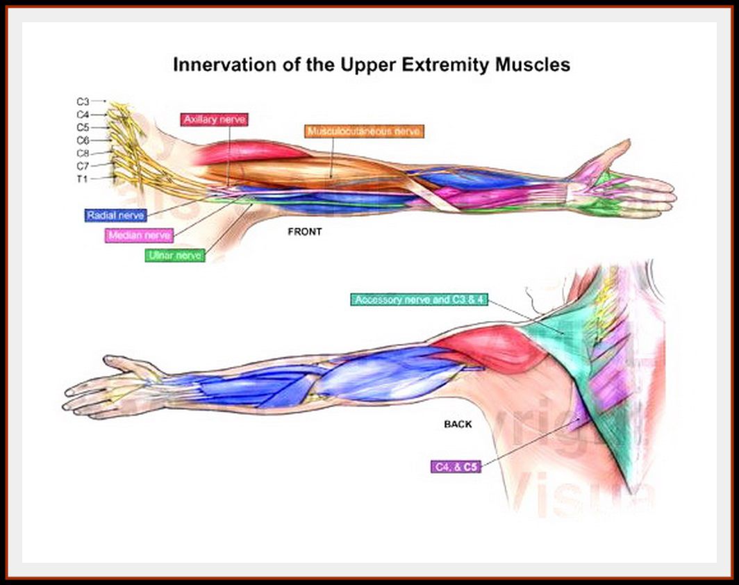truthlady3: Dermatomes Dermal Segmentation