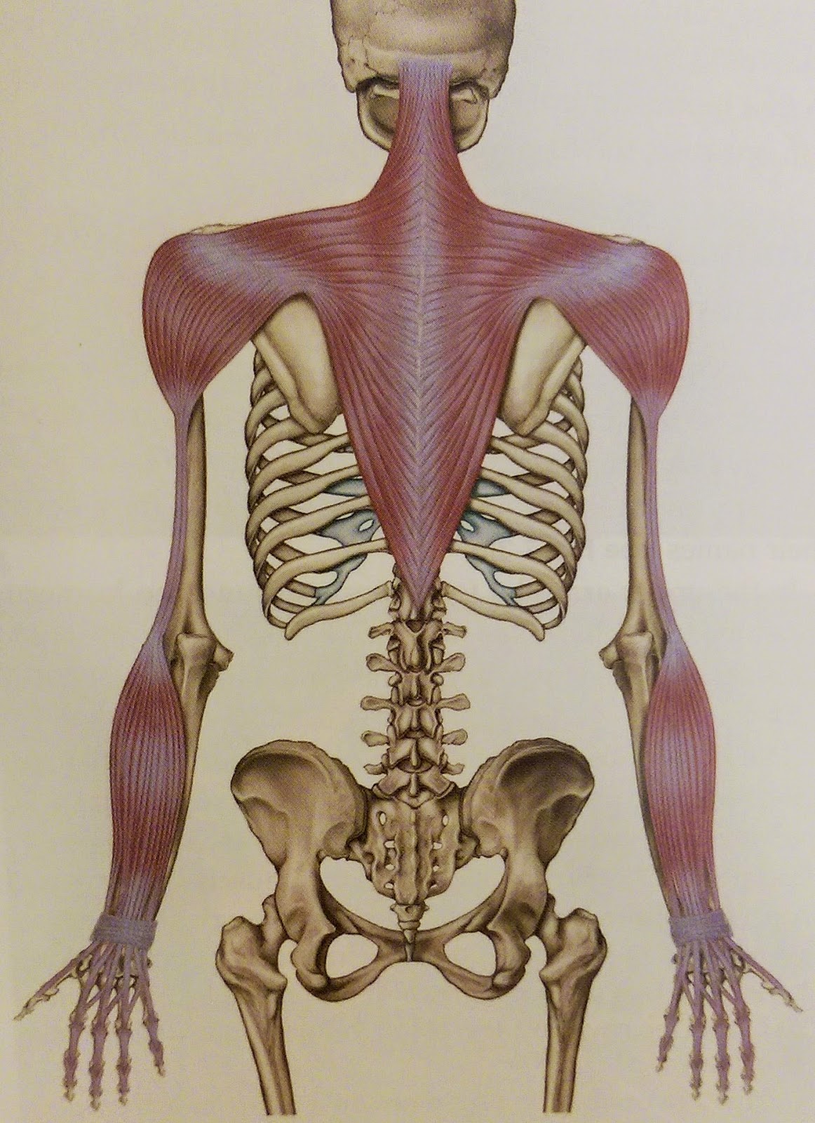 Balance: 8. The Superficial Back Arm Line
